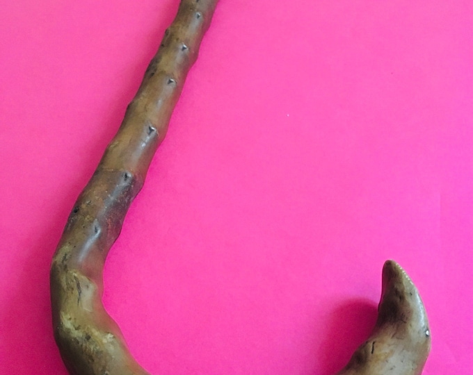 A Rare Vintage Walking Stick Made From a Brussel Sprout Stem - Etsy