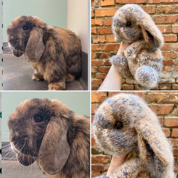 Harlequin Lop Rabbit