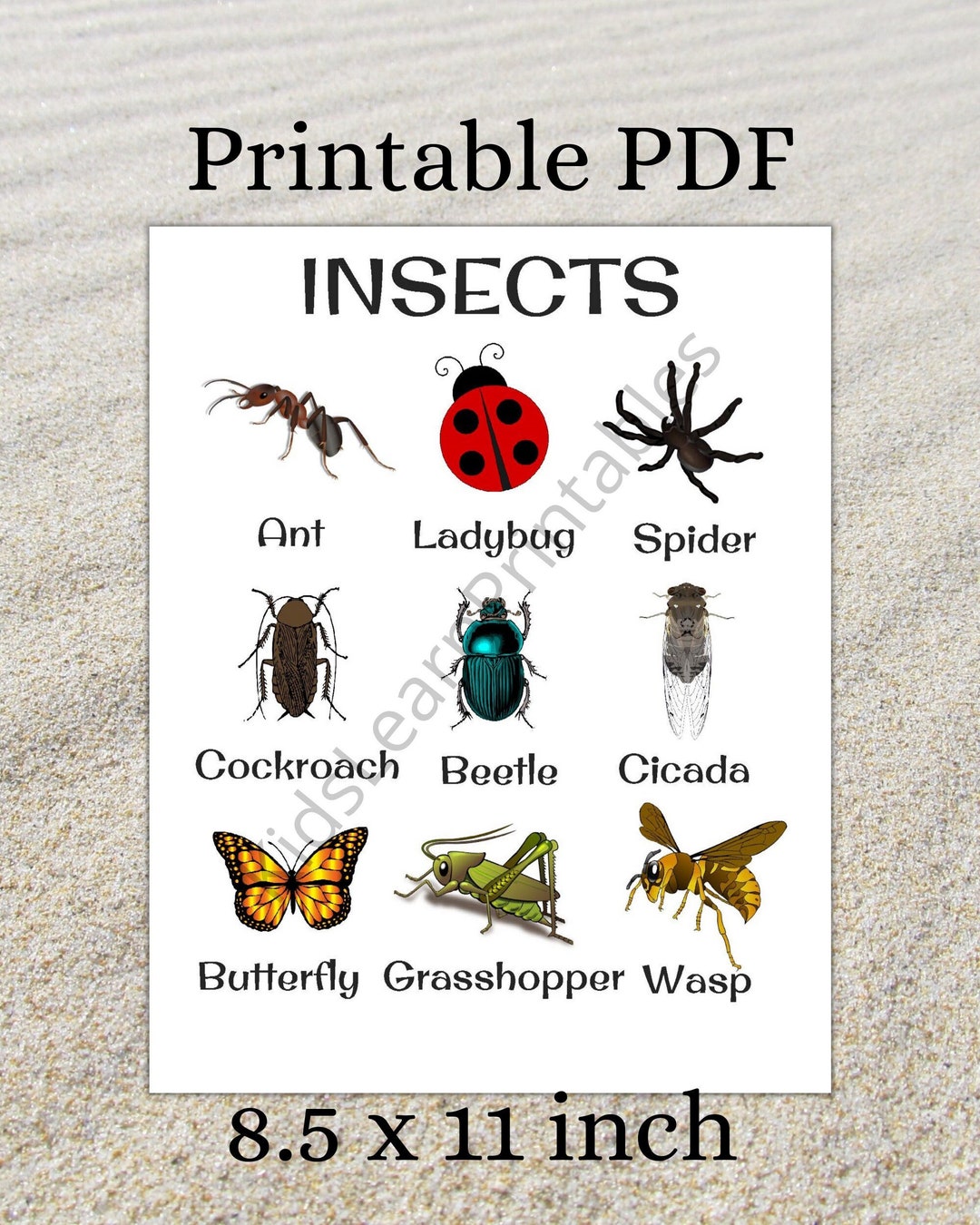 Printable Insects Words Chart, Educational Home Learning, 8.5 X 11 Inch ...