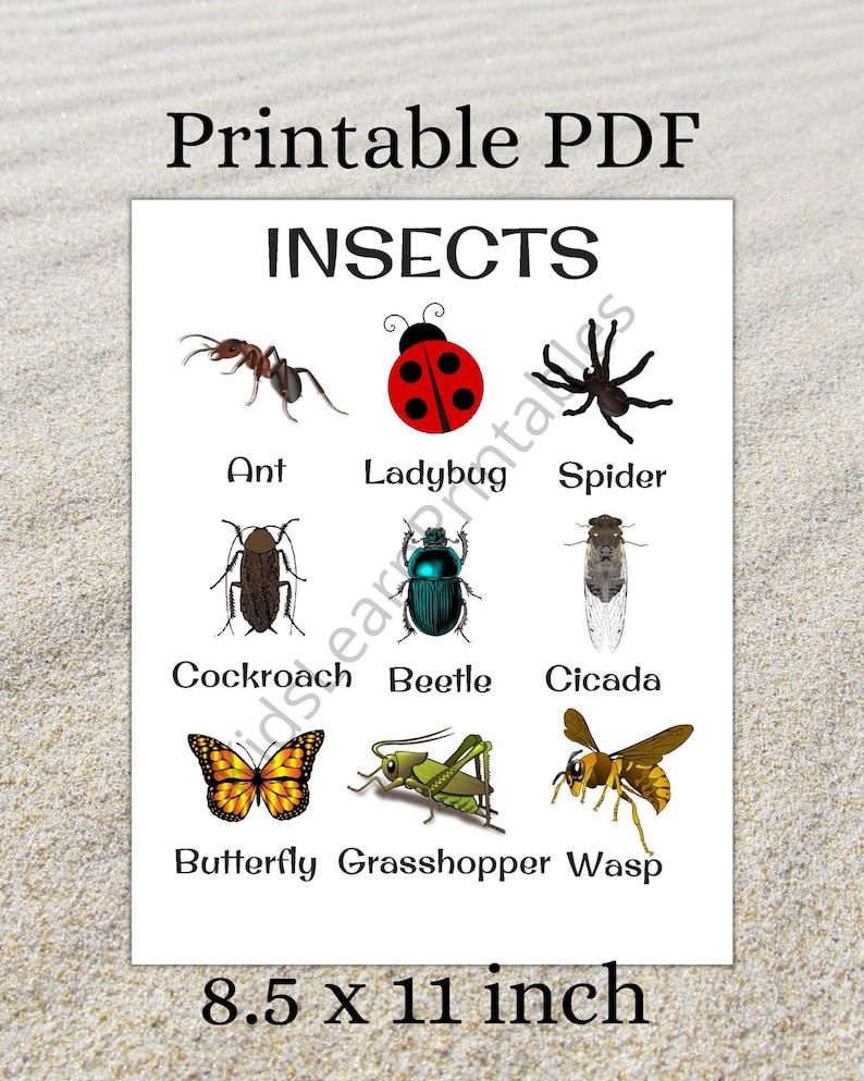 Printable Insects Words Chart, Educational Home Learning, 8.5 X 11 Inch ...