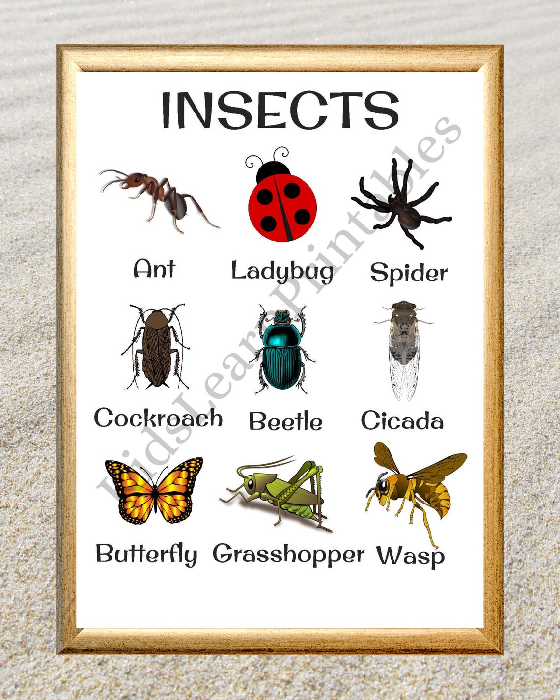 Printable Insects Words Chart, Educational Home Learning, 8.5 X 11 Inch ...