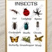 Printable Insects Words Chart, Educational Home Learning, 8.5 X 11 Inch ...