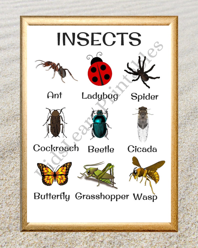Printable Insects Words Chart, Educational Home Learning, 8.5 X 11 Inch ...