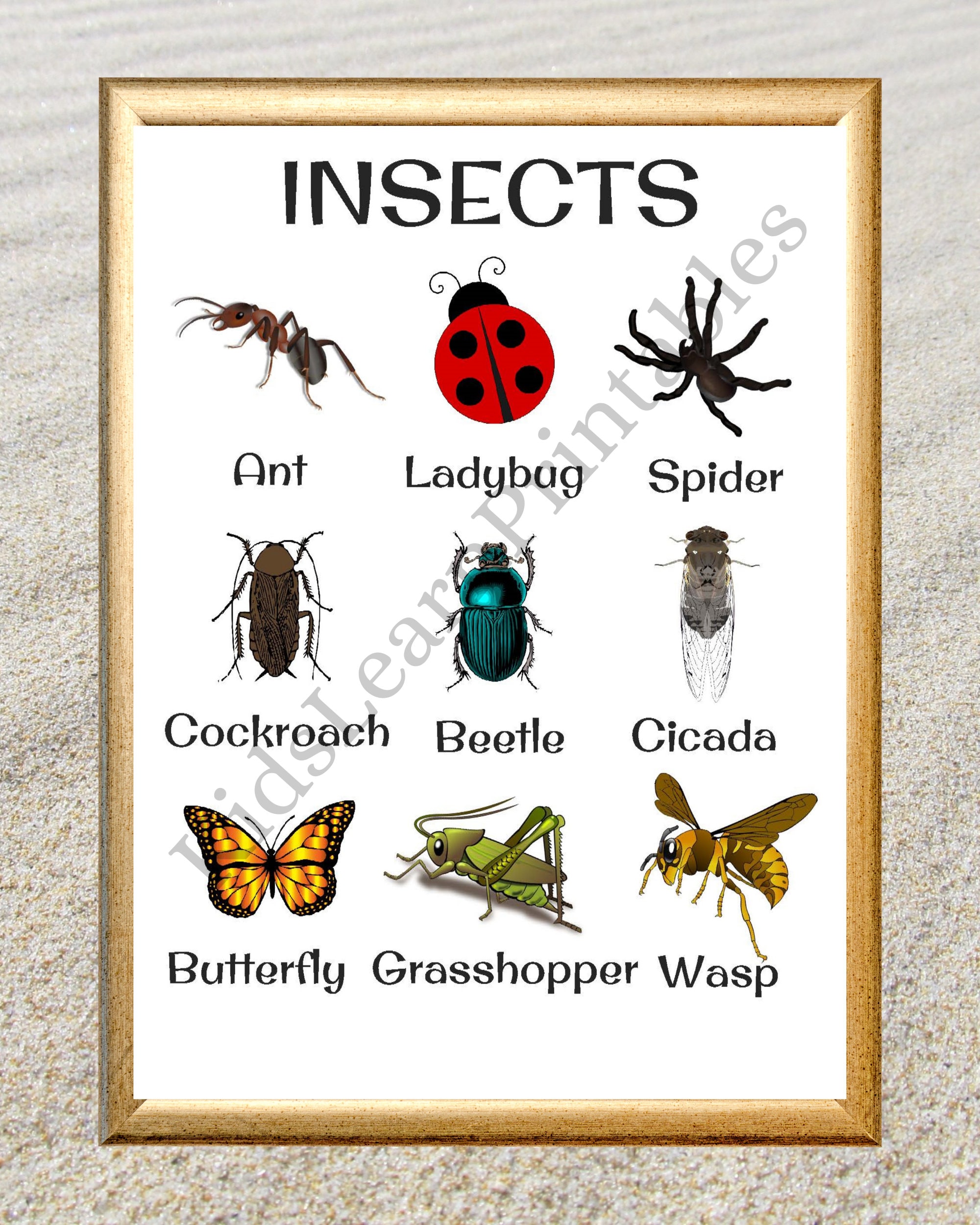 Printable Insects Words Chart, Educational Home Learning, 8.5 X 11 Inch ...