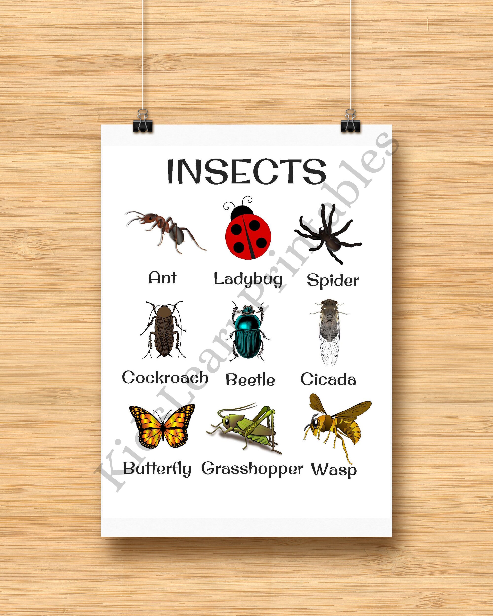 Printable Insects Words Chart, Educational Home Learning, 8.5 X 11 Inch ...