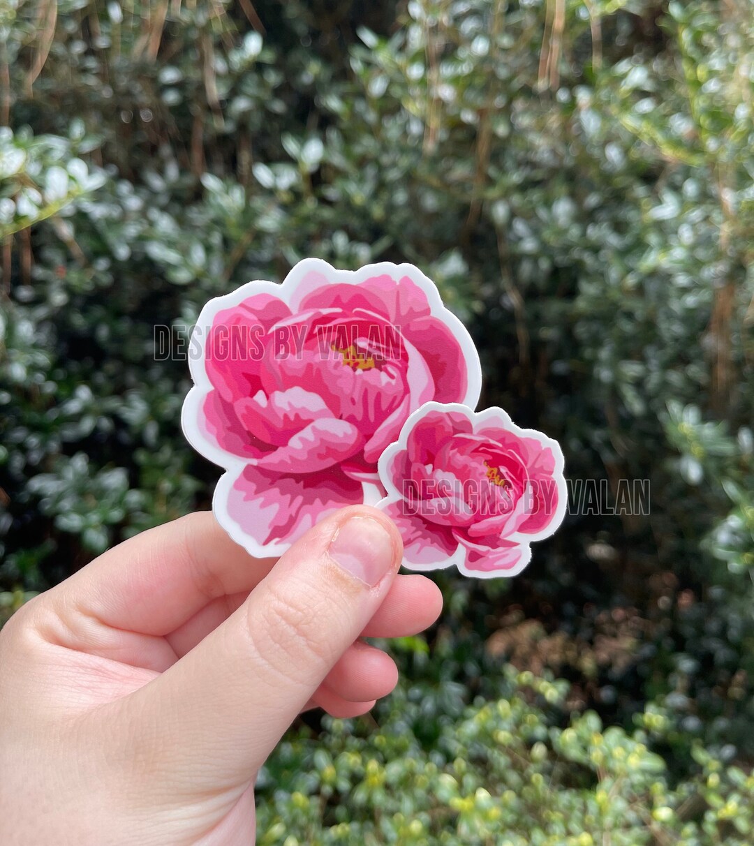 Medium Realistic Waterproof Pink Peony Sticker - Etsy
