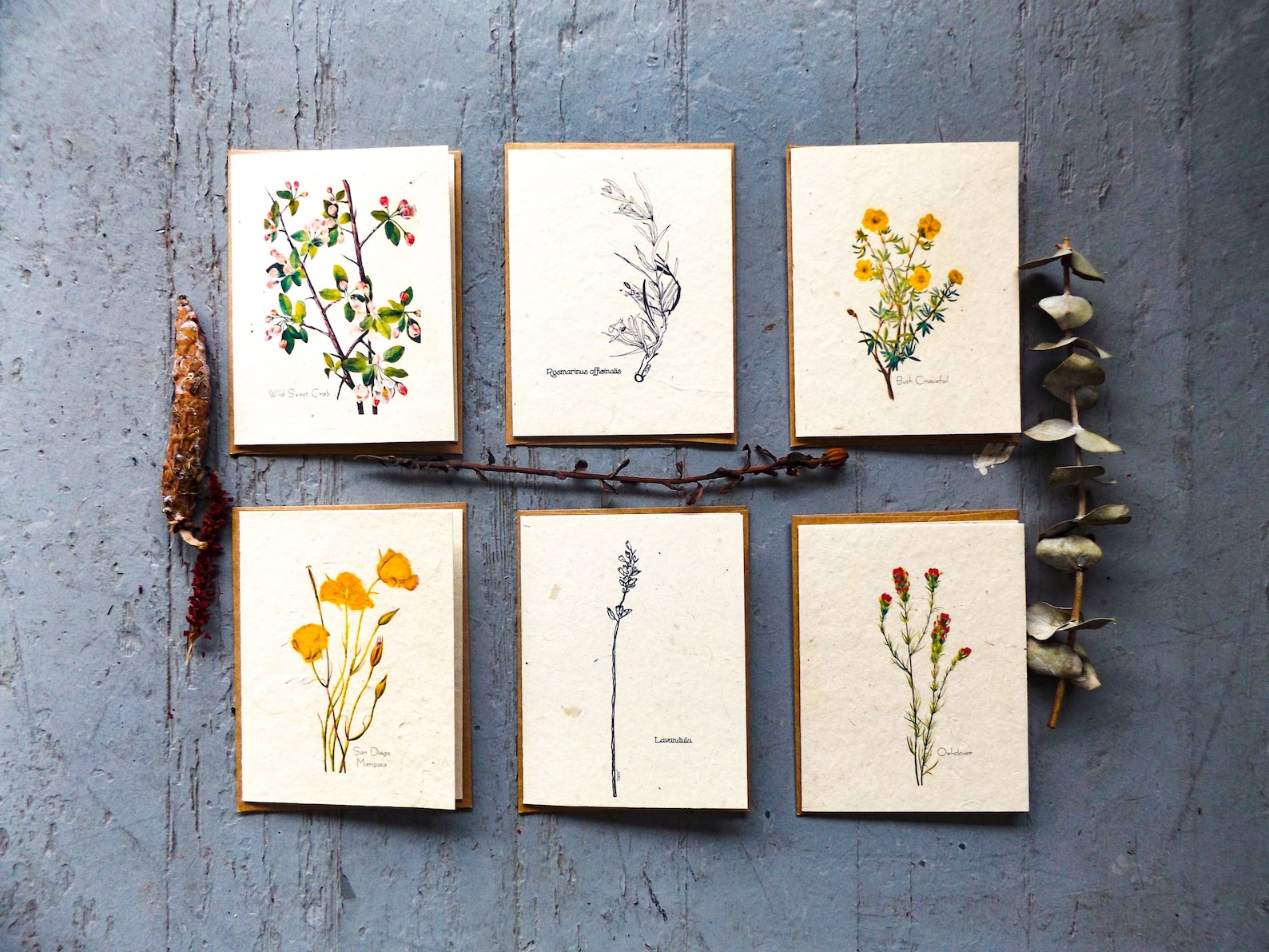 Plantable Seed Cards With Envelopes Variety Pack6 - Etsy