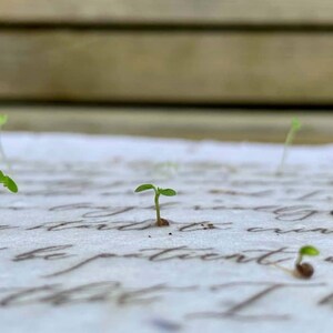 Seed Paper Cards Blank or Personalized Insert Hand Drawn Eco-friendly ...