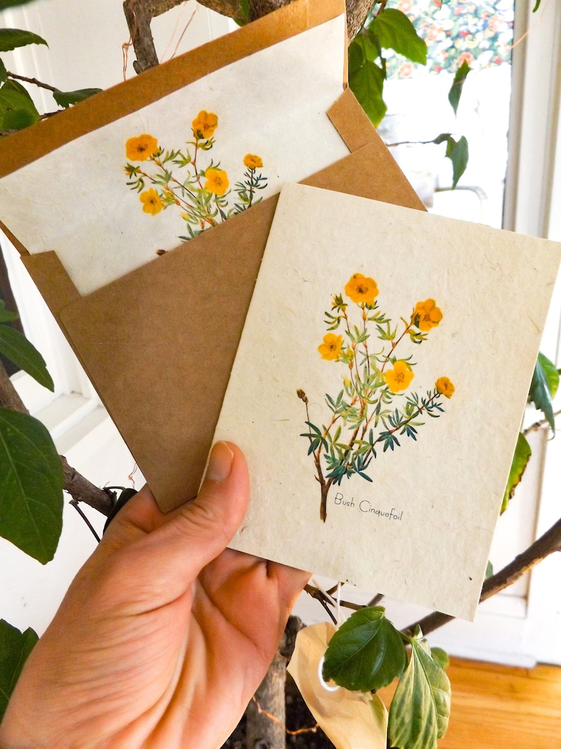 Seed Paper Cards 6 Pack With Envelopes Lined With Seed Paper - Etsy