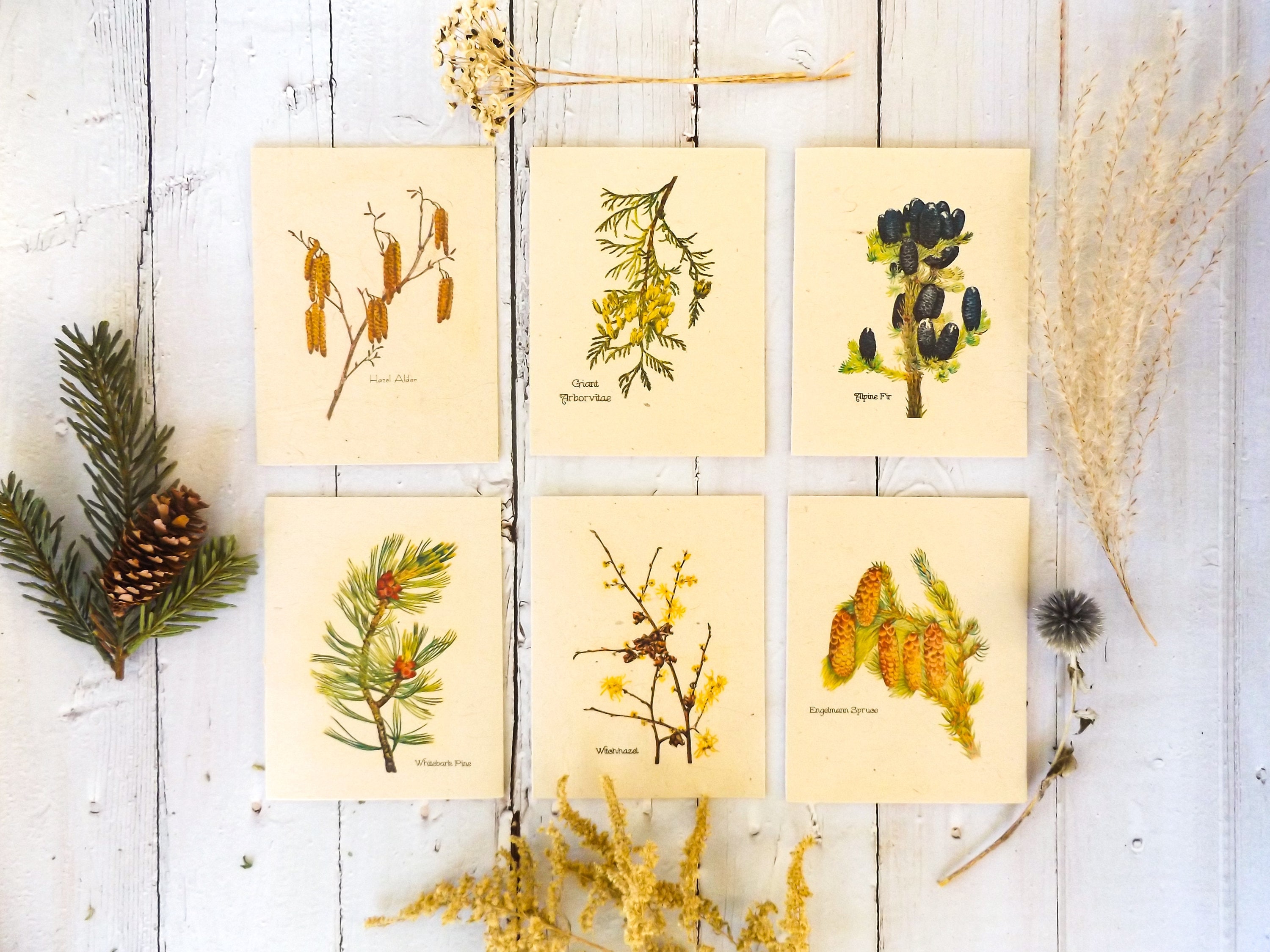 Plantable Seed Cards With Envelopes Variety Pack6 - Etsy