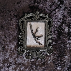 Gothic Unusual Crow Raven Foot in Vintage Style Ornate Frame on Velvet ...
