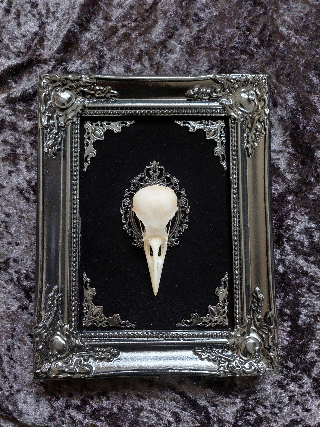 Beautiful Unique Genuine Real Crow Skull in Ornate Baroque Gothic Frame ...