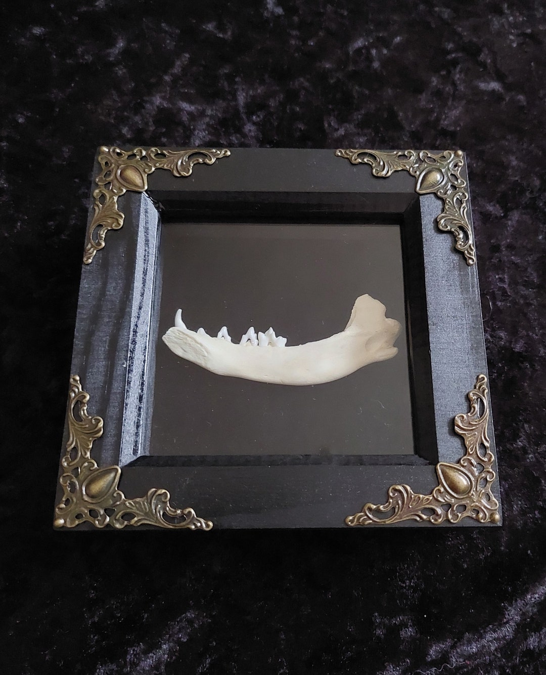 Unique Juvenile Red Fox Mandible Jaw Bone in Ornate Shadow Box - Etsy