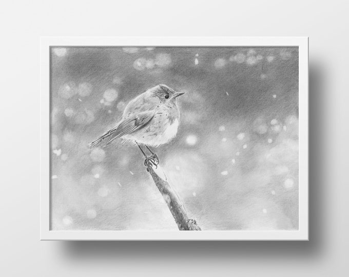 Robin on a Branch Original Pencil Drawing 98 - Etsy Canada