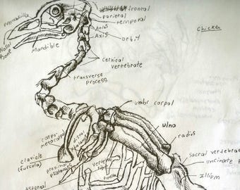 Chicken Skeleton - Etsy