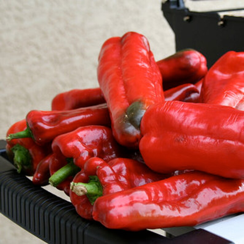 100 Organic DULCE DE ESPANA Sweet Red Pepper Spanish Heirloom | Etsy