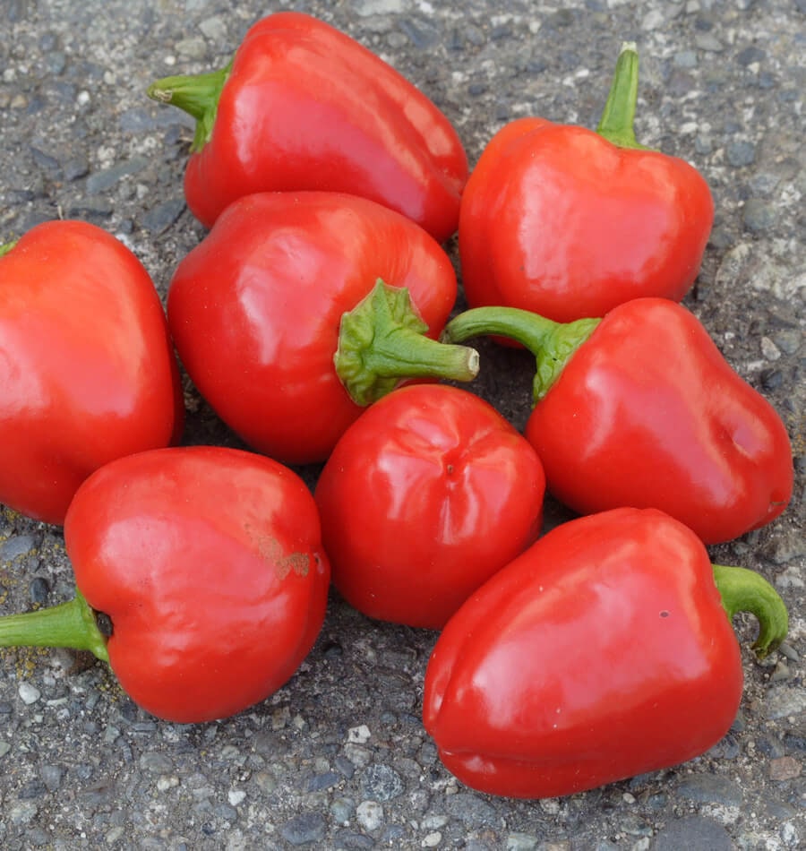 Sale 50 Organic RED MINI BELL Pepper Sweet Paprika Poivron - Etsy UK
