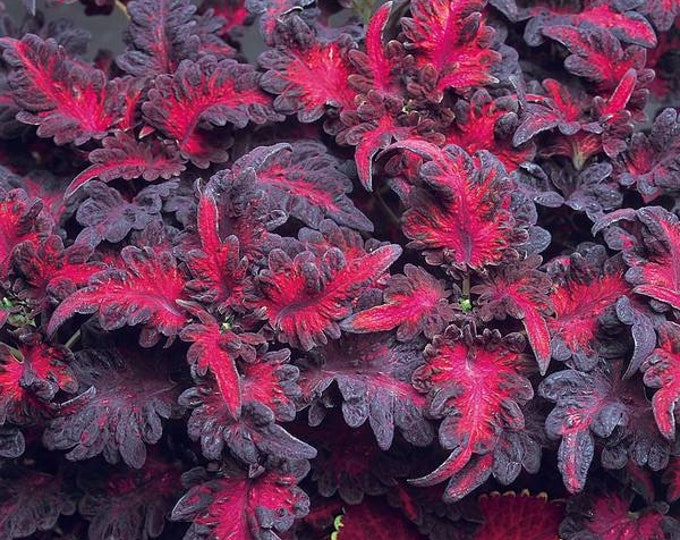 40 Seeds Breathtaking Coleus Plant Semillas Samen Grained - Etsy Canada