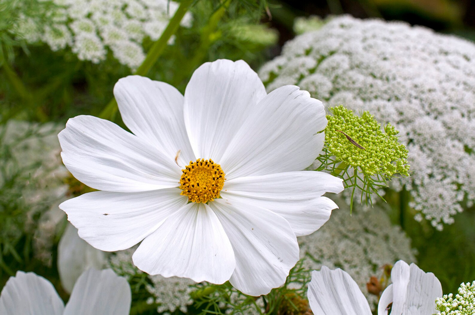 200 Seeds Organic Cosmos PURITY WHITE Cosmos Bipinnatus | Etsy