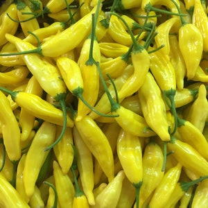 50 Bio LEMON DROP Chili Samen Hot LEMON Drop Hot Chilli Samen Peperone ...