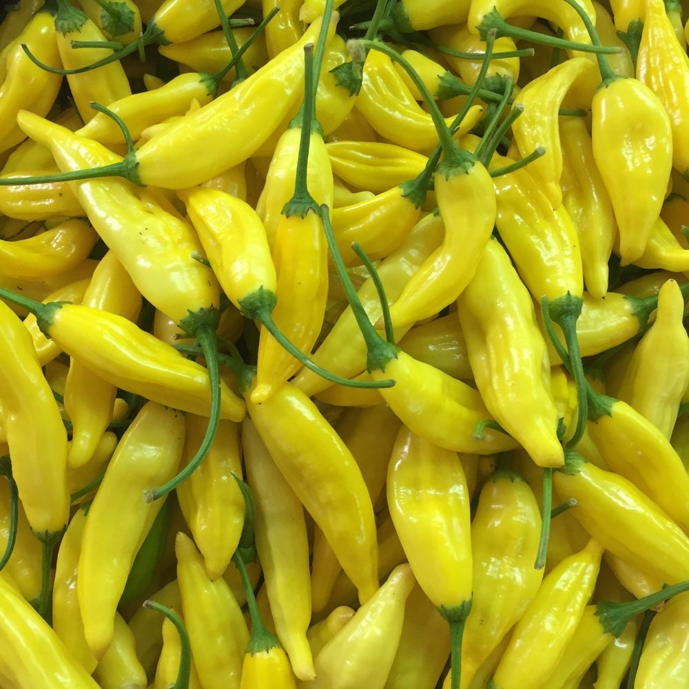 50 Bio LEMON DROP Chili Samen Hot LEMON Drop Hot Chilli Samen - Etsy.de