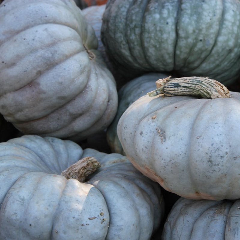 15 Organic QUEENSLAND BLUE Pumpkin Seeds Kürbis Samen Zaad | Etsy