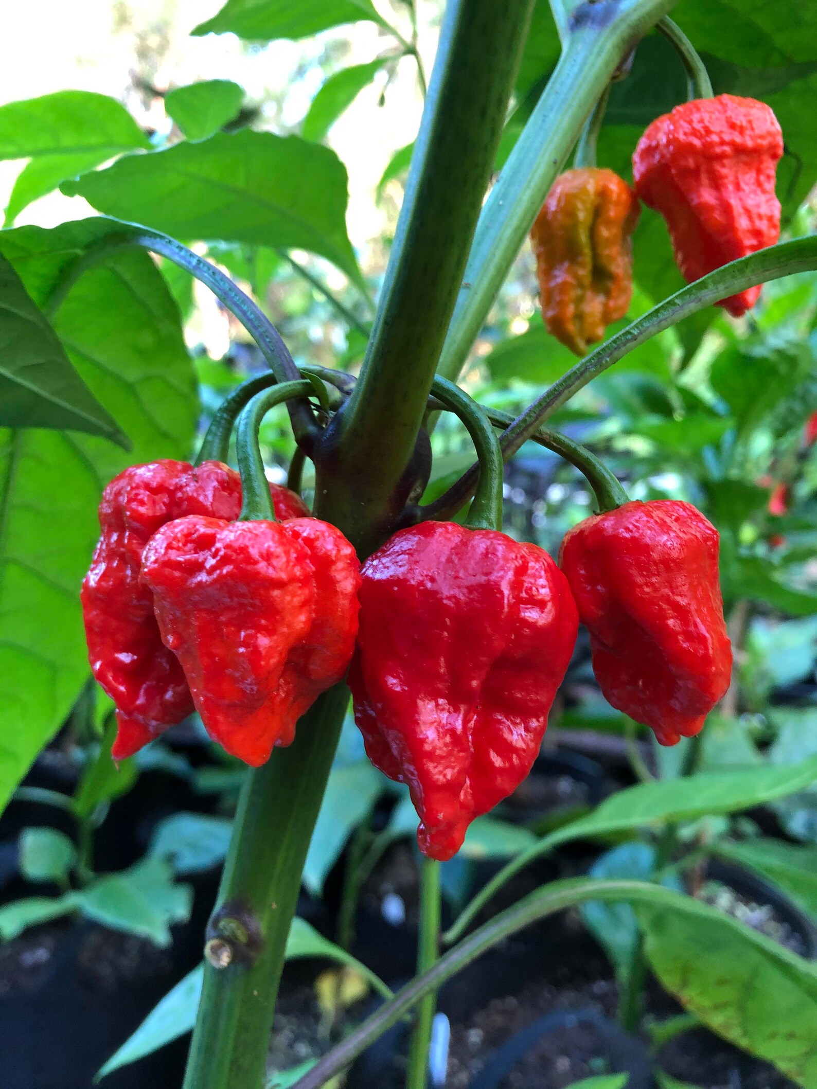 30 Organic NAGA VIPER Chili Chilli Seeds Samen Semi Sementi - Etsy UK