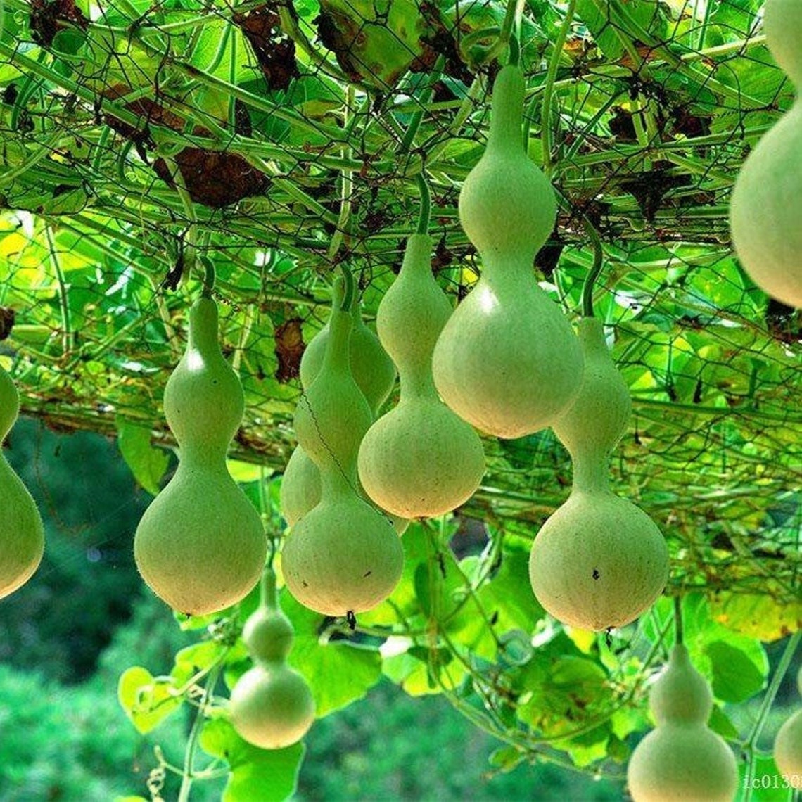 15 Organic BIRDHOUSE GOURD Bottle Gourd Bird House Gourd Seeds Samen ...