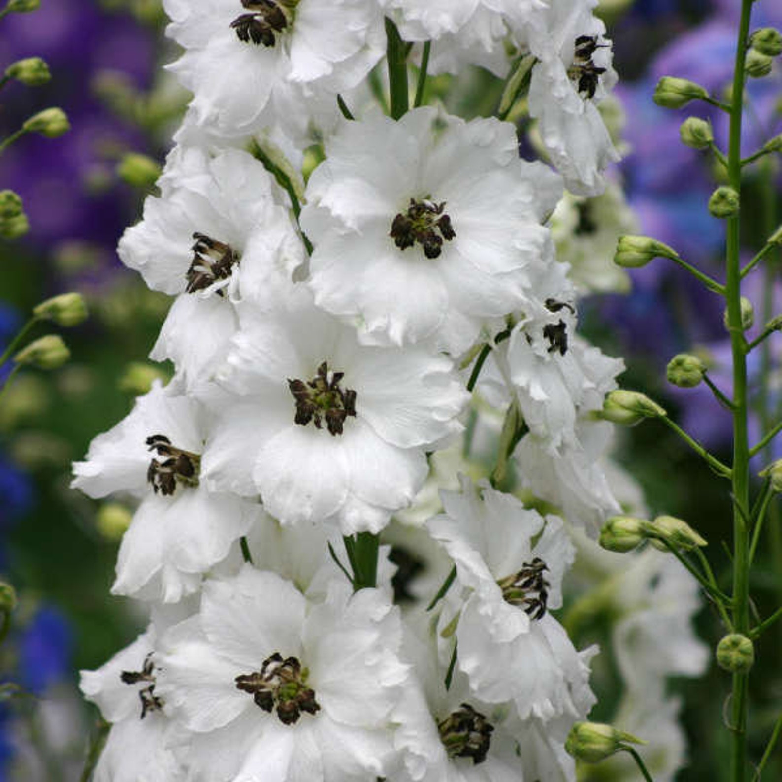 50 Organic Delphinium WHITE DARK BEE Pacific Giant Perennial | Etsy