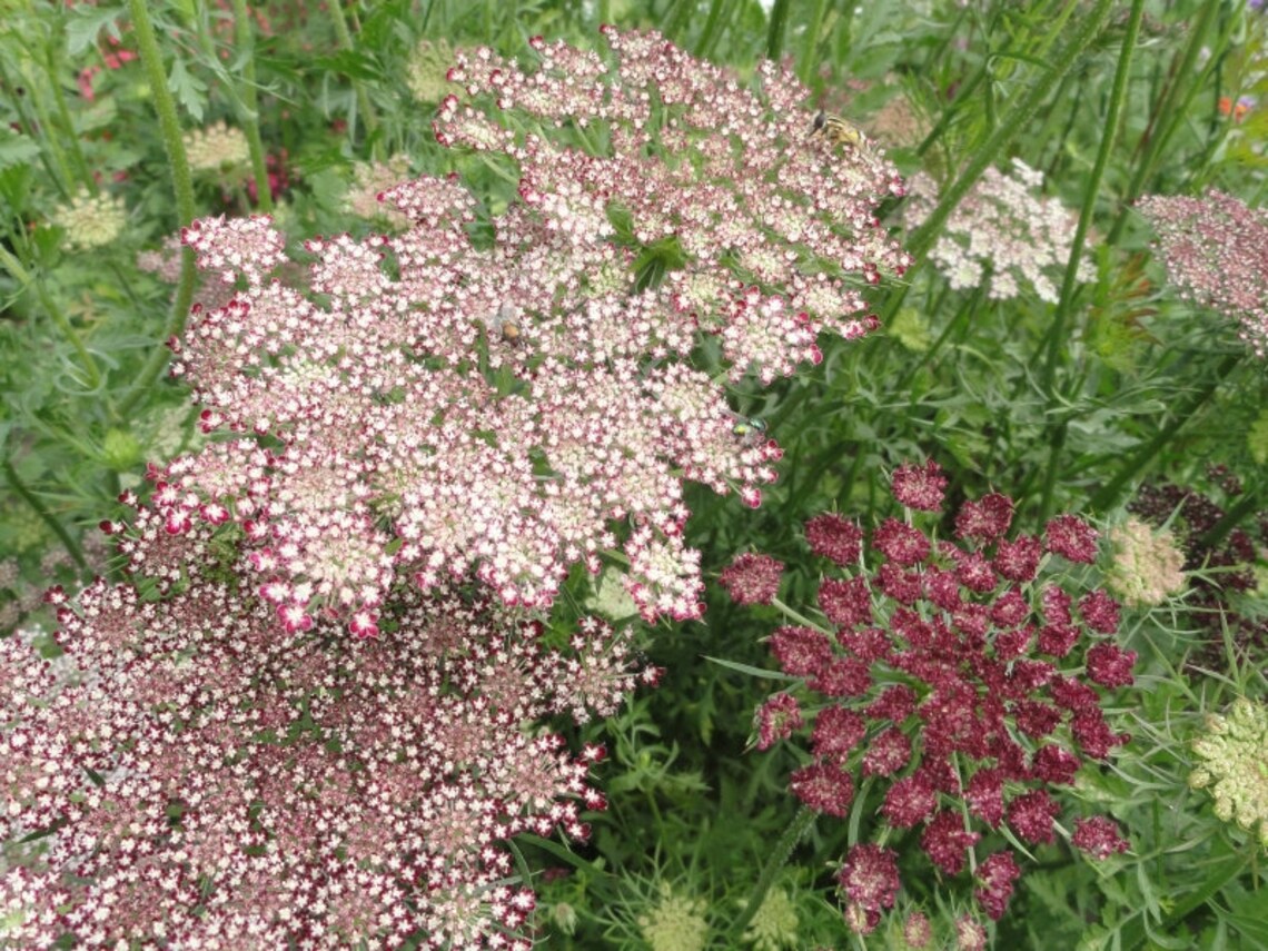 1000 Organic DARA Seeds Daucus Carota Chocolate Lace Flower | Etsy