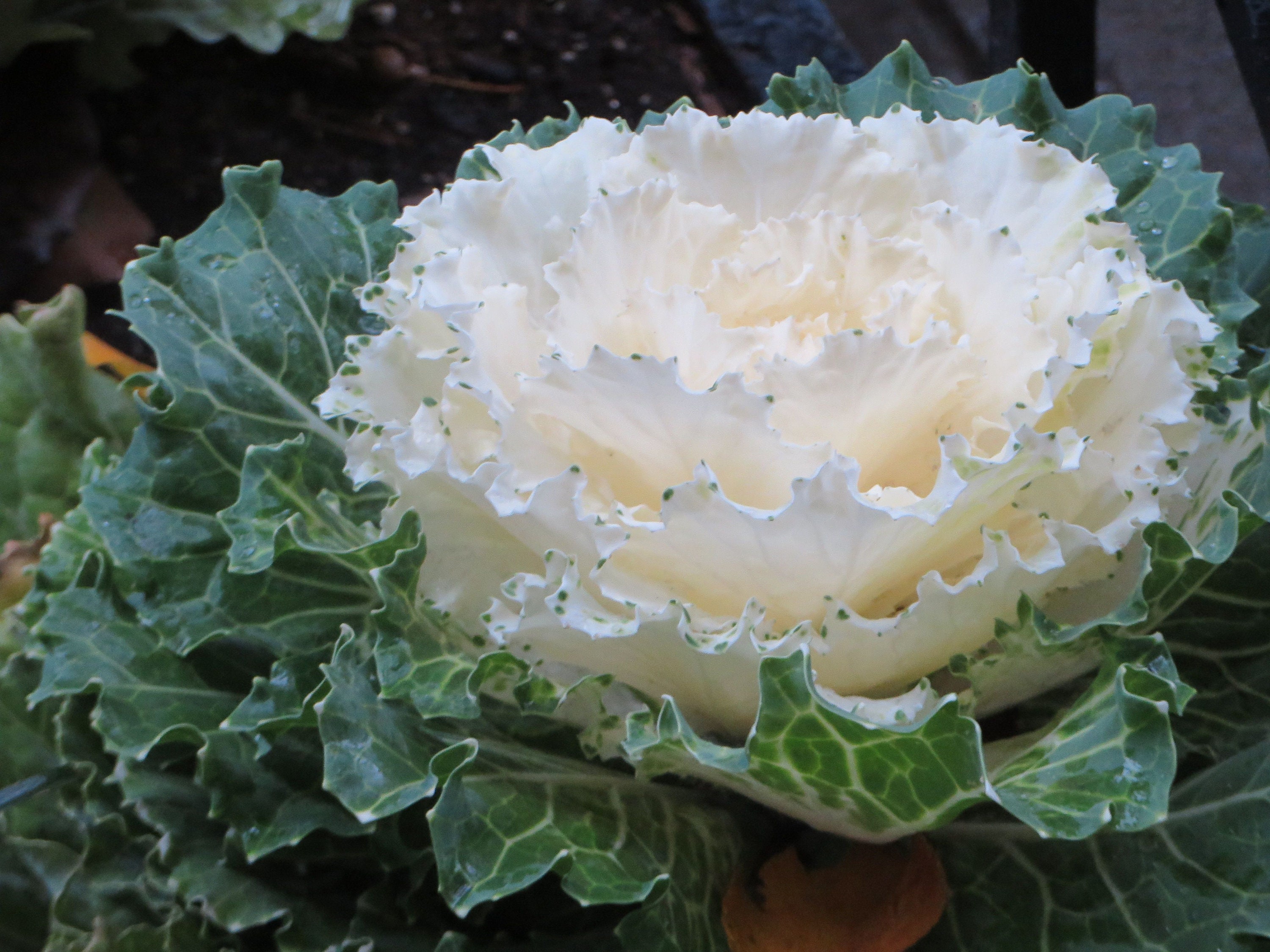White Cabbage Plant