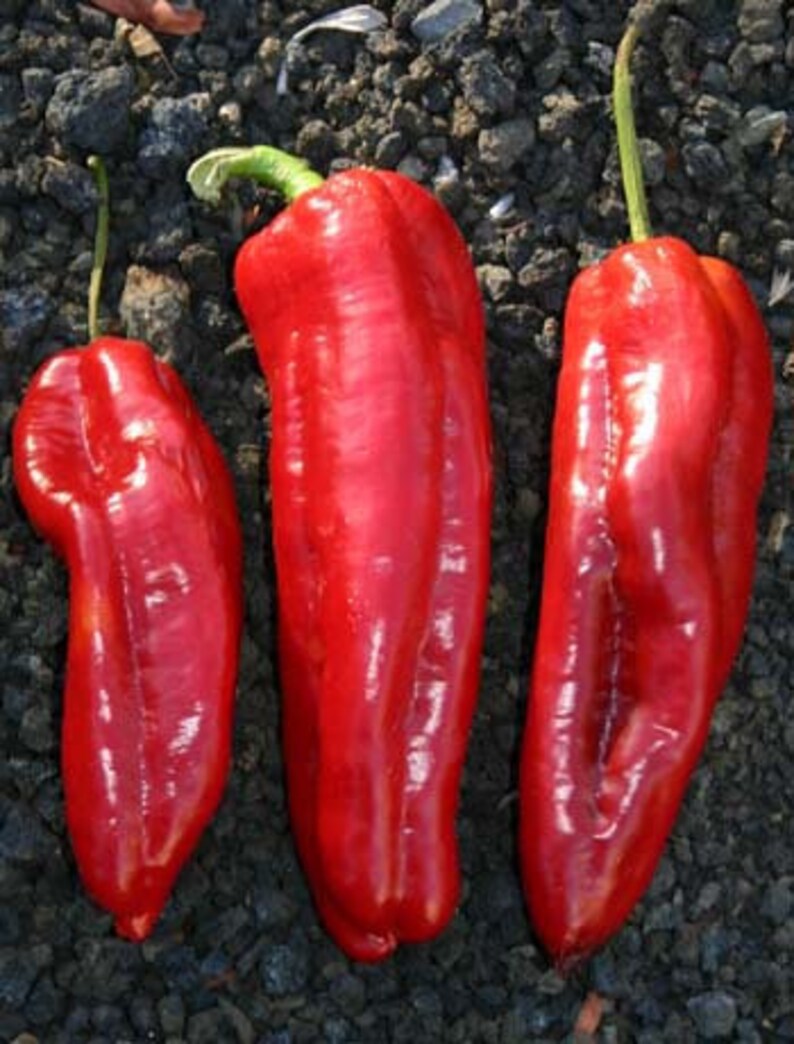 100 Organic DULCE DE ESPANA Sweet Red Pepper Spanish Heirloom | Etsy