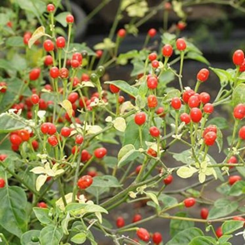50 CHILTEPIN wild chili seeds One of the oldest varieties ONLY | Etsy