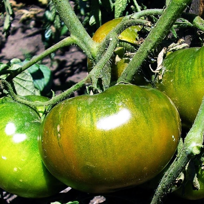 50 Organic EMERALD APPLE Tomato Seeds Rare Russian Heirloom | Etsy