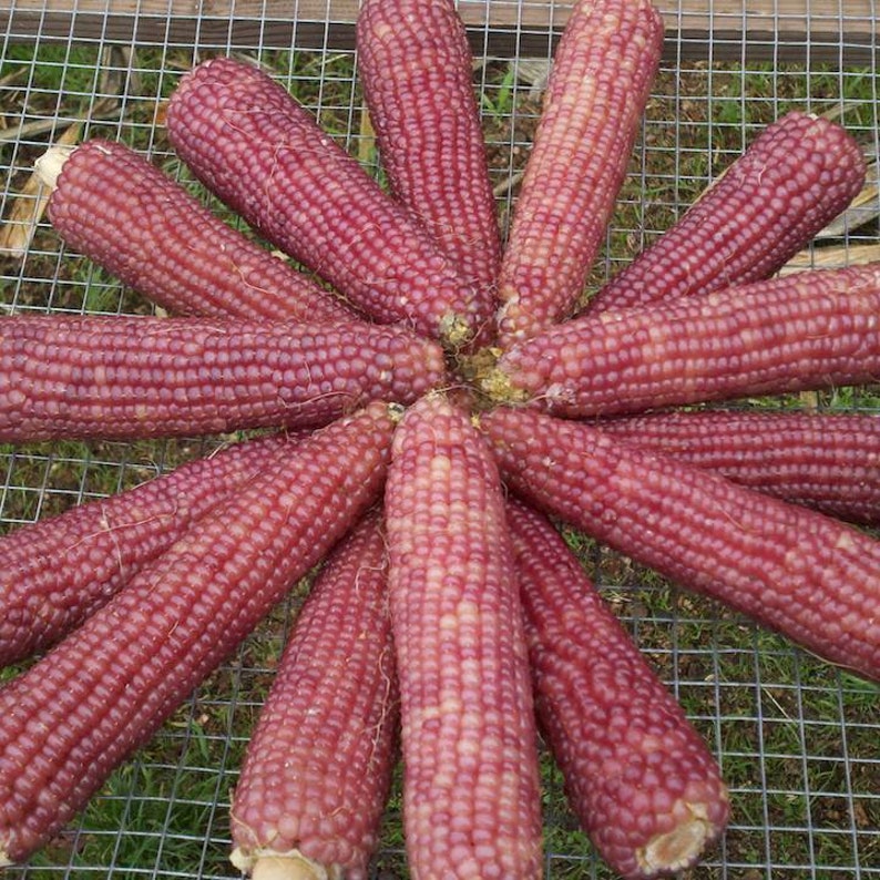 50 Organic NEON PINK Popcorn Corn Seeds Mais Samen Graines | Etsy