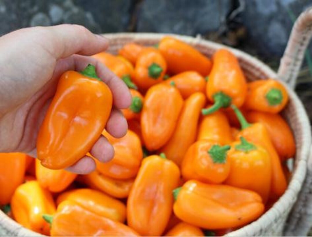 50 Organic LUNCHBOX ORANGE Mini Pepper Seeds Great Fresh Snack Ideal ...