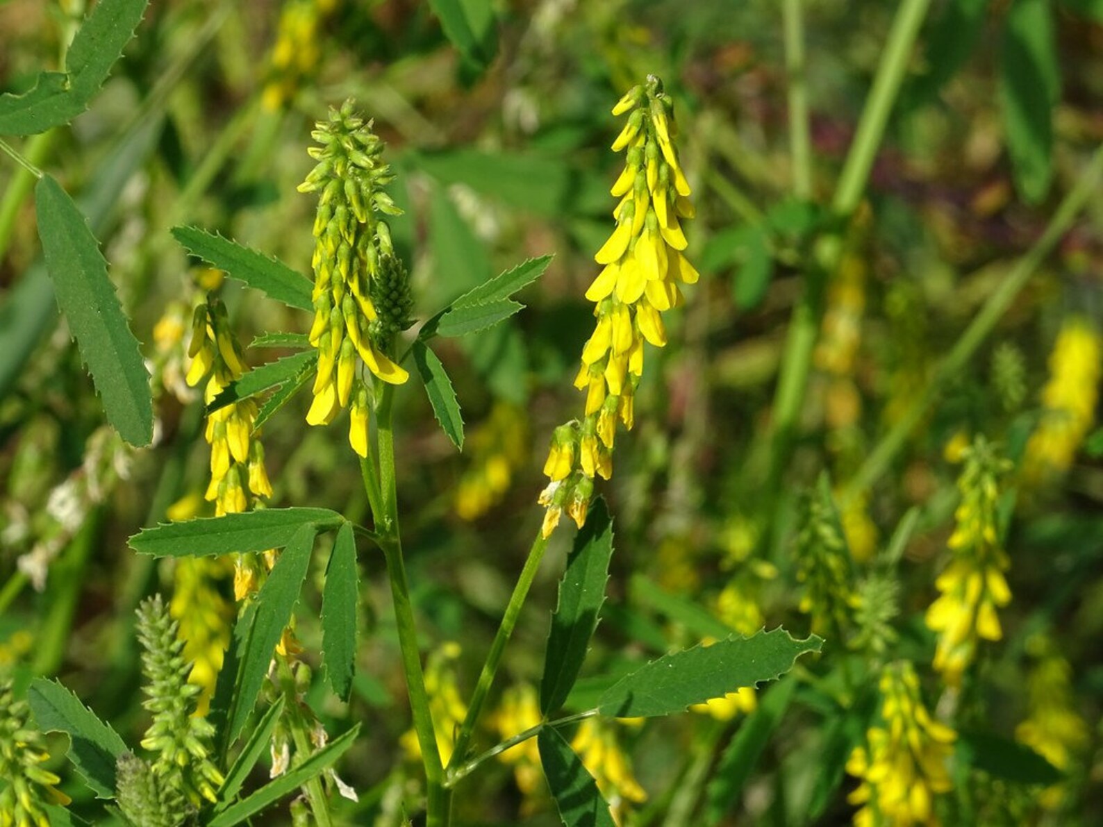 1000 Organic Yellow Sweet Clover Seeds Mellilotus Officinalis | Etsy