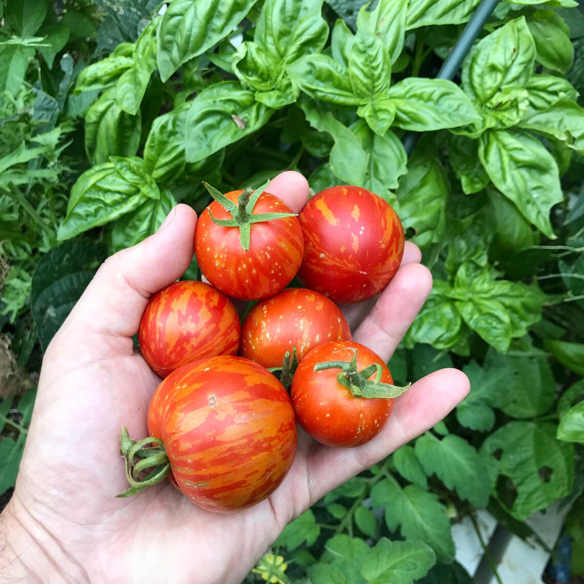50 Organic TIGERELLA Heirloom Tomato Seeds Striped Tigerella - Etsy Canada