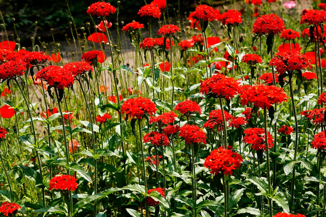 1000 Organic Lychnis Chalcedonica Organic Seeds Maltese Cross Jerusalem ...