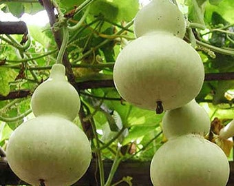 8 Giant African Bottle Gourd Seeds-1173 - Etsy