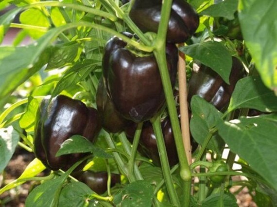 Craft Supplies & Tools SALE 50 Organic INGRID Sweet Black Bell Pepper ...