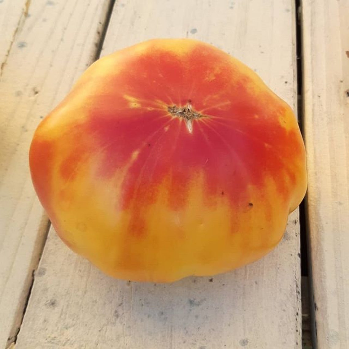 40 Organic OLD GERMAN Heirloom Tomato Seeds Tomate Samen Semi - Etsy Canada