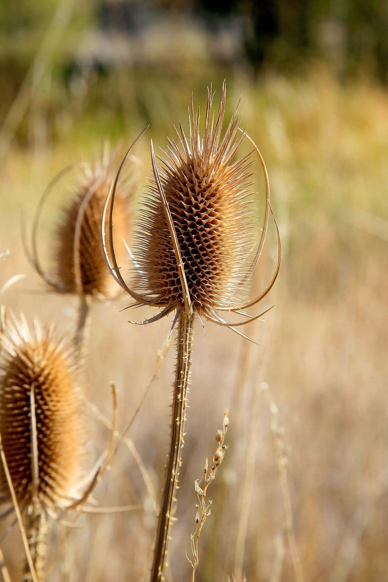 100 Wild Teasel Wild Flower Dipsacus Fullonum Organic Seeds - Etsy