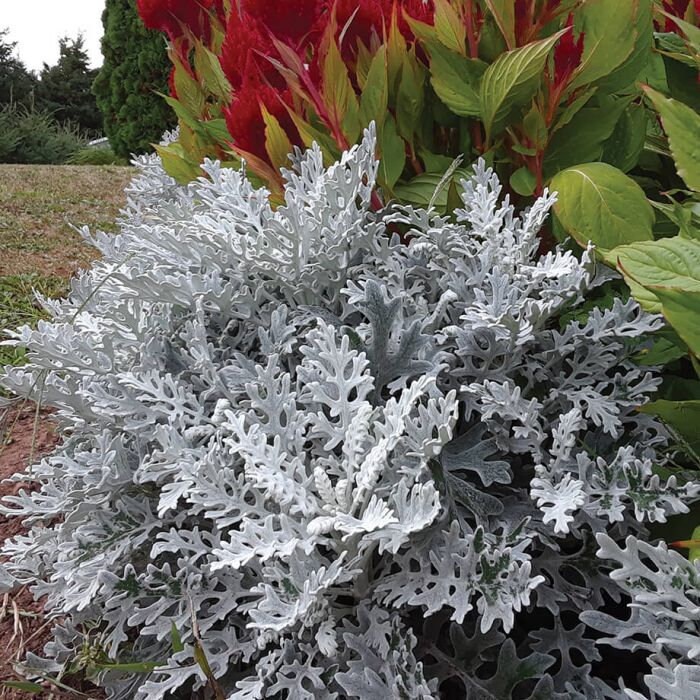 Dusty Miller Silver Dust