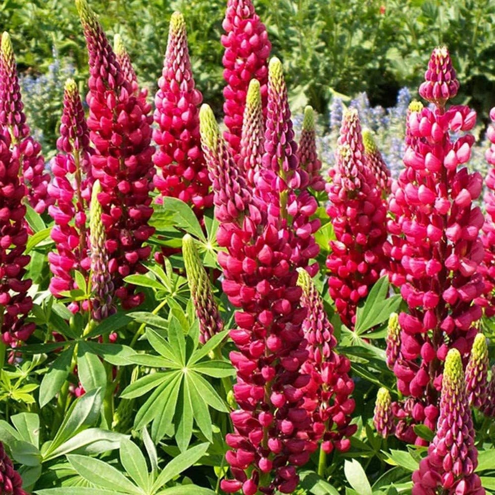 35 Lupin MY CASTLE Russell Seeds Stauden Lupine Samen Graines Zaden ...