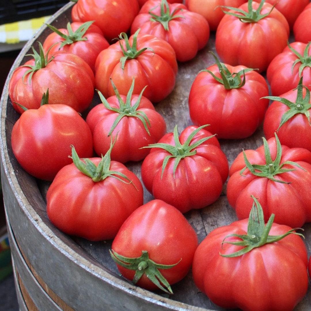 50 Semillas de Tomate MARMANDE SUPER PRECOCE Orgánicas Tomate Samen ...
