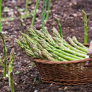 40 Spargel CONNOVERS COLOSSAL Samen Spargel Samen Zaden Asperge Körner ...
