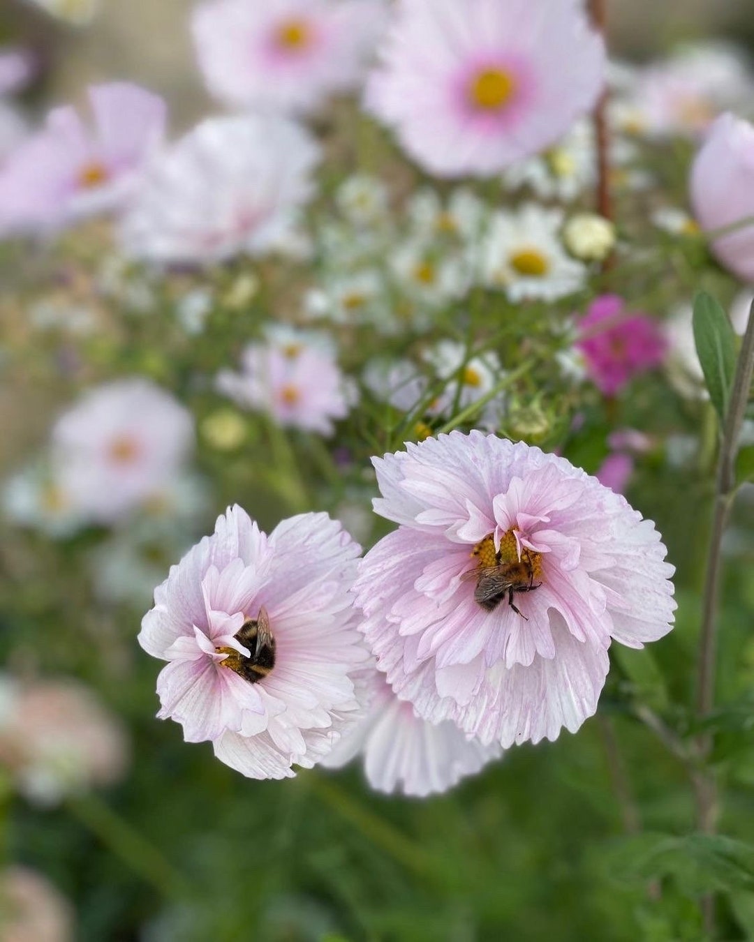 50 Cupcakes Blush Cosmos Seeds - Etsy Canada