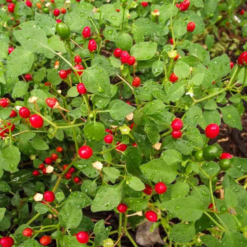 50 CHILTEPIN wild chili seeds One of the oldest varieties ONLY | Etsy