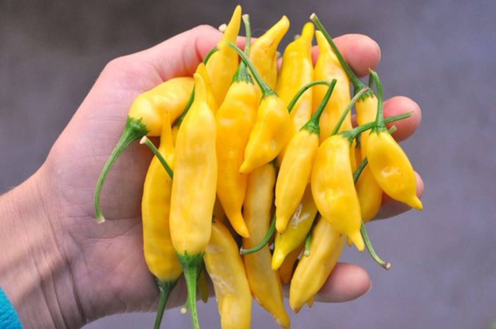 30 Organic LEMON DROP Chili Seeds Hot LEMON Lemon Drop Hot | Etsy